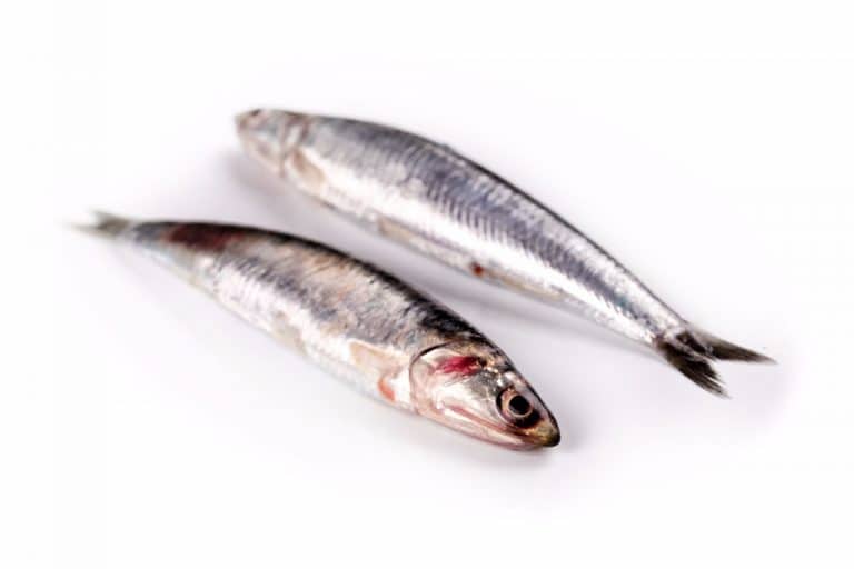 Comprar Anchoas Frescas | Pescado Saturnino