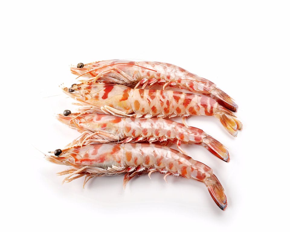 Comprar langostino tigre de Sanlúcar | Pescados Saturnino