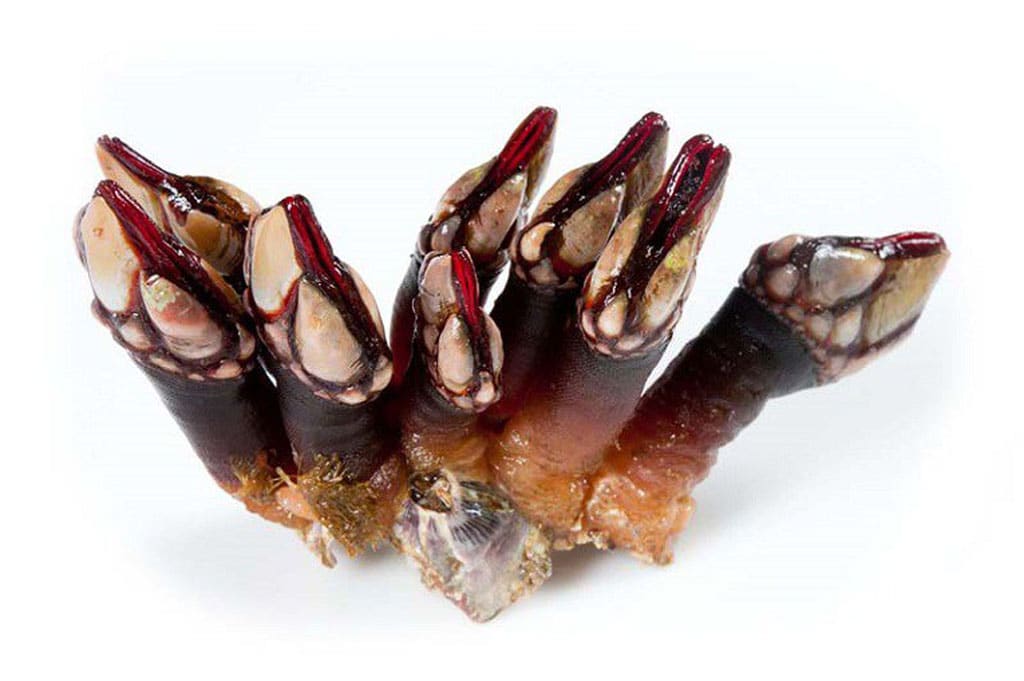Comprar percebes cocidos | Pescados Saturnino